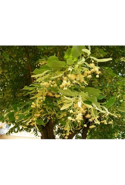 Karadeniz Fidancılık Ihlamur Fidanı / Tüplü