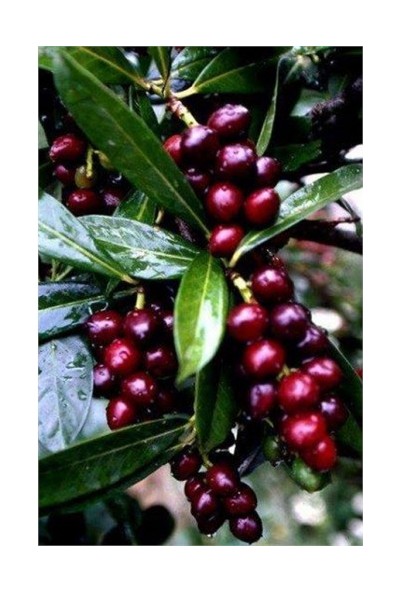 Karadeniz Fidancılık Karayemiş Fidanı / Tüplü