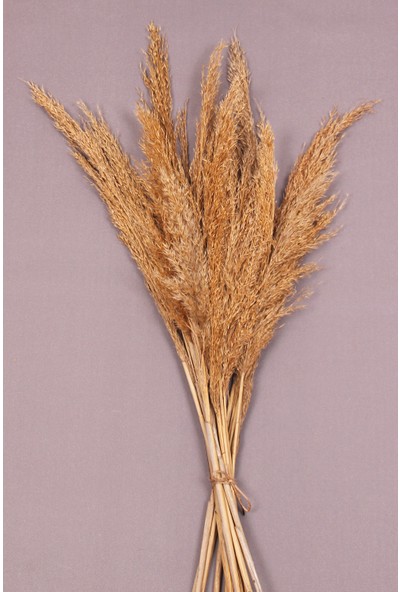 Troya Kuru Çiçek Pampas 10 Adet 100 cm Boy - Naturel Troya Kuru Çiçek Pampas 10 Adet 100 cm Boy - Naturel
