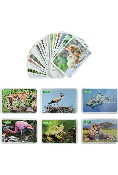 Diytoy İlk 50 Hayvan Eğitici Kartlar