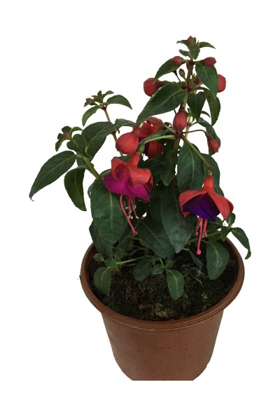 Armenbotanik Küpeli Çiçeği