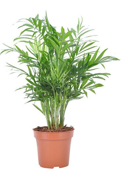 Salon Bitkileri Dağ Palmiyesi Chamadora