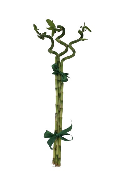 Fidanova Bambu 40 cm 3'lü Fidanova Bambu 40 cm 3'lü