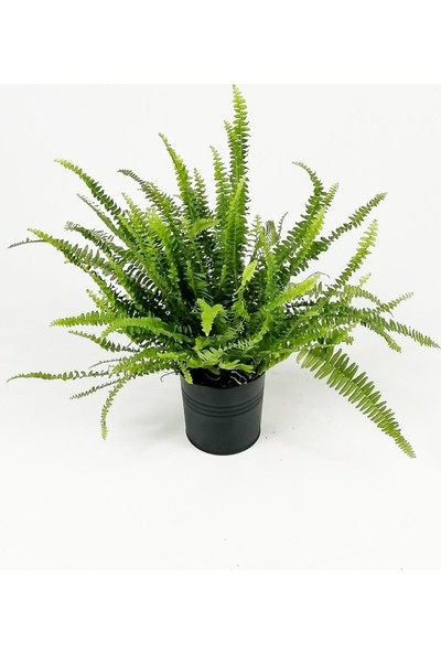 Ankara Sera Aşk Merdiveni Fujer Nephrolepis Exaltata Eğrelti Otu Ankara Sera Aşk Merdiveni Fujer Nephrolepis Exaltata Eğrelti Otu