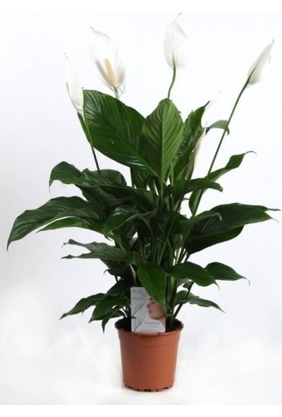 Ankara Sera Barış Çiçeği Spathiphyllum Sokak Lambası Ev Bitkisi Ofis Bitkisi Ankara Sera Barış Çiçeği Spathiphyllum Sokak Lambası Ev Bitkisi Ofis Bitkisi