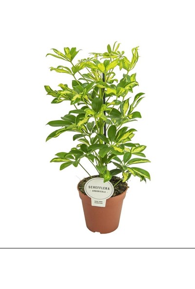 Ankara Sera Şeflera Bitkisi 80 cm Schefflera Bitkisi 5 Parmak Bitkisi Ev Bitkisi Ofis Bitkisi Salon Bitkisi Ankara Sera Şeflera Bitkisi 80 cm Schefflera Bitkisi 5 Parmak Bitkisi Ev Bitkisi Ofis Bitkisi Salon Bitkisi