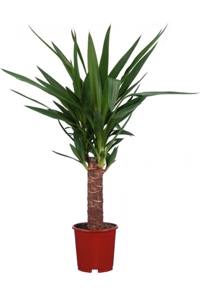 Ankara Sera Yucca Jawel Çiçeği Yukka Bitkisi Yuka Çelik Gövde 40-50 cm Ev Bitkisi Ankara Sera Yucca Jawel Çiçeği Yukka Bitkisi Yuka Çelik Gövde 40-50 cm Ev Bitkisi