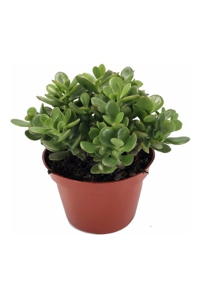 Oskaryum Crassula Ovata Para Çiçeği Şans Ağacı Jumbo Boy Oskaryum Crassula Ovata Para Çiçeği Şans Ağacı Jumbo Boy