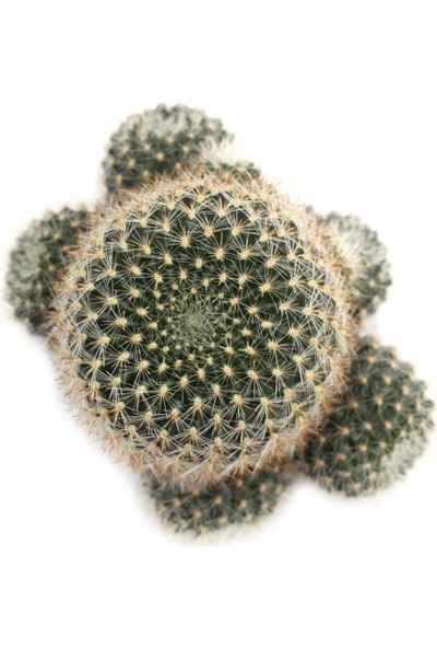 Levant Rebutia Narvaecense Top Kaktüs Levant Rebutia Narvaecense Top Kaktüs
