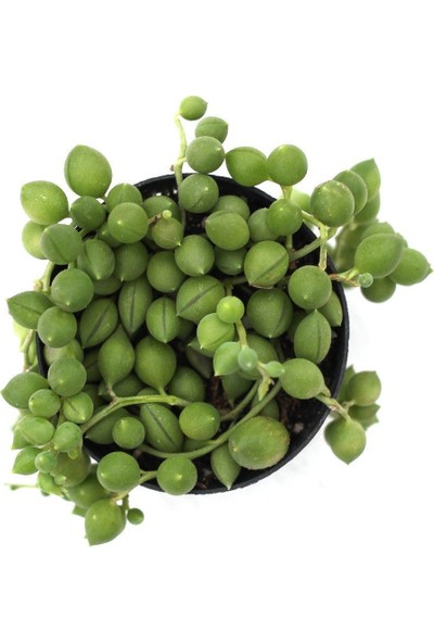 Levant Senecio Herreianus Raindrops Boncuk Çiçeği Levant Senecio Herreianus Raindrops Boncuk Çiçeği