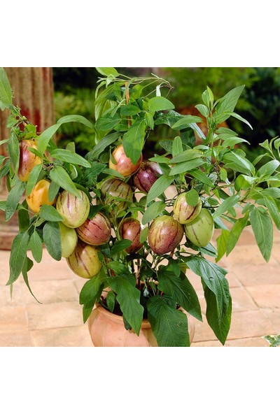 Mutbirlik Saksıda Kavun Aromalı Pepino Fidanı Mutbirlik Saksıda Kavun Aromalı Pepino Fidanı