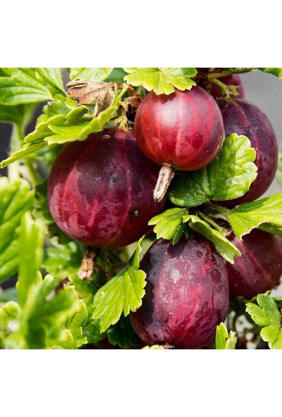 Mutbirlik Tüplü Kırmızı Tatlı Bektaşi Üzümü Fidanı Mutbirlik Tüplü Kırmızı Tatlı Bektaşi Üzümü Fidanı