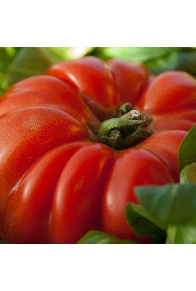 Mutbirlik Eski Tip Köy Domates Fidesi-5 Adet Mutbirlik Eski Tip Köy Domates Fidesi-5 Adet