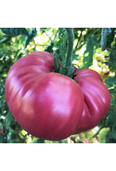 Mutbirlik Lezzet Ödüllü Gülpembe Domates Fidesi-5 Adet Mutbirlik Lezzet Ödüllü Gülpembe Domates Fidesi-5 Adet