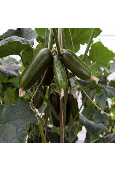 Mutbirlik Meşhur Çengelköy Hıyar Fidesi-5 Adet Mutbirlik Meşhur Çengelköy Hıyar Fidesi-5 Adet