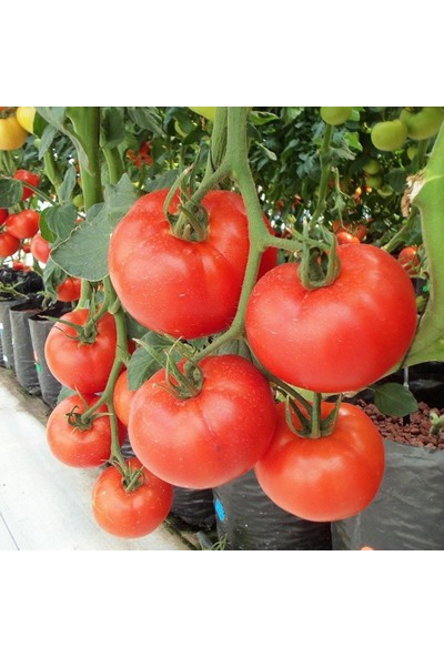 Mutbirlik Yüksek Verimli Salkım Sırık Domates Fidesi-5 Adet Mutbirlik Yüksek Verimli Salkım Sırık Domates Fidesi-5 Adet