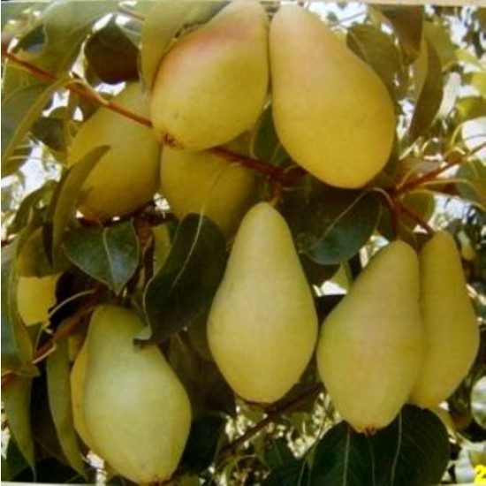 Dağlıoğlu Tarım Torbalı Armut Santa Maria Armut Fidanı 3 Fiyatı