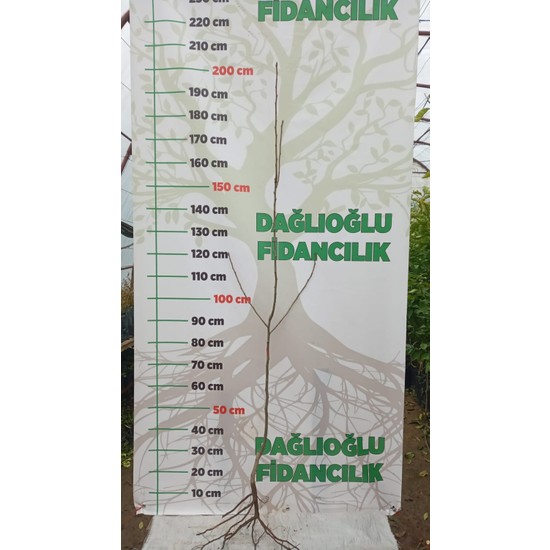 Dağlıoğlu Tarım Torbalı Armut Santa Maria Armut Fidanı 3 Fiyatı