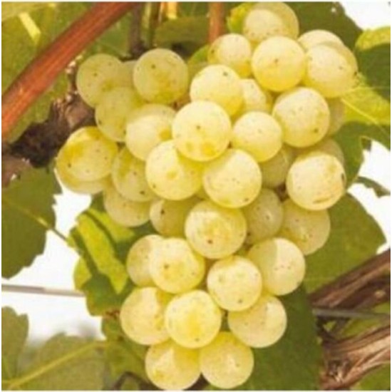 Serada Decor Plant Ata Sarısı Üzüm- Asma- Açık Köklü Fiyatı