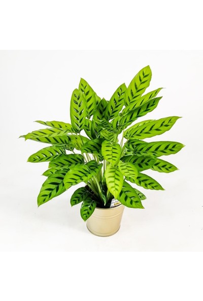 Armenbotanik Calathea Lancifolia - Ürün