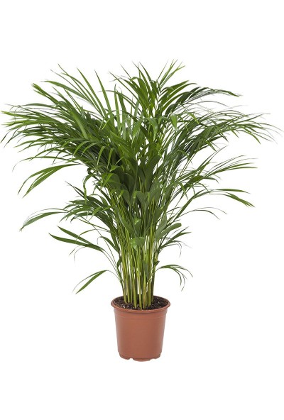 Salon Bitkileri Areka Palmiyesi 100 cm