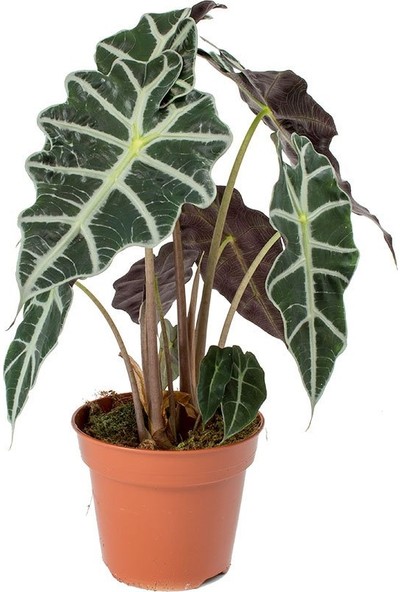 Salon Bitkileri Alocasia Polly Çiçeği 40 cm