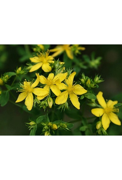 Plantistanbul Hypericum Perforatum Tıbbi Sarı Kantaron Saksıda