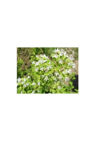 Plantistanbul Origanum Vulgare Hirtum İstanbul Kekiği Saksıda Plantistanbul Origanum Vulgare Hirtum İstanbul Kekiği Saksıda