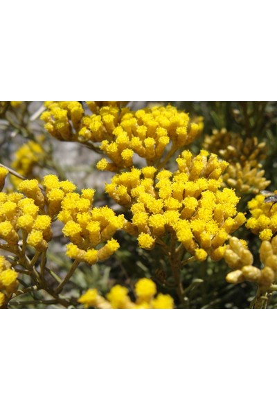 Plantistanbul Helichrysum Italicum Altınotu Saksıda