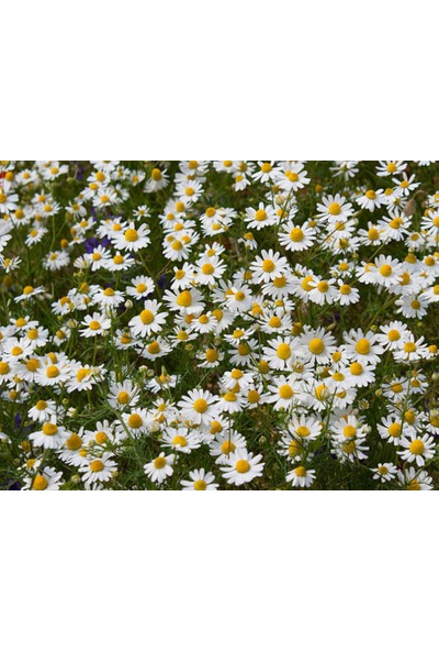 Plantistanbul Matricaria Chamomilla Mayıs Papatyası Saksıda