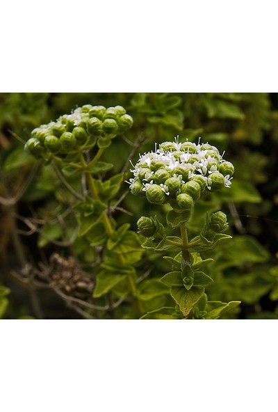 Plantistanbul Origanum Onites Izmir Kekiği Bilyalı Kekik Saksıda Plantistanbul Origanum Onites Izmir Kekiği Bilyalı Kekik Saksıda