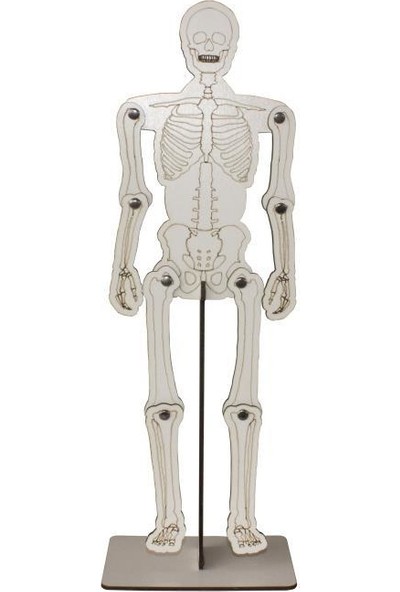 Puzzle Boyanabilir Ahşap İskelet Modeli 27 x 10 x 8 cm Puzzle Boyanabilir Ahşap İskelet Modeli 27 x 10 x 8 cm