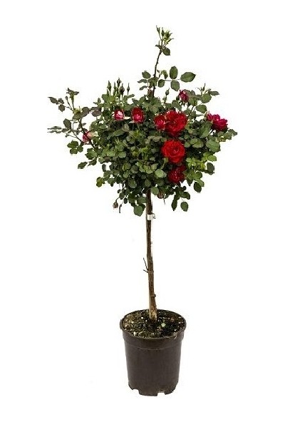 Fidanistanbul Kırmızı Baston Gül Rosa ad alberello Red, 60-80 cm,Saksıda