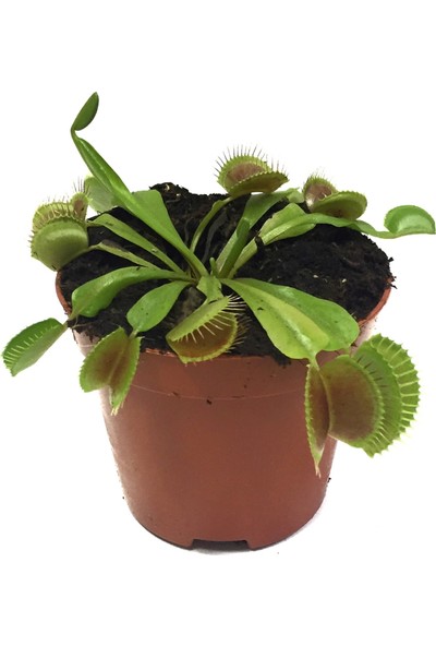 Betonish Dionaea Muscipula - Sinek Kapan - Etobur Bitki Betonish Dionaea Muscipula - Sinek Kapan - Etobur Bitki