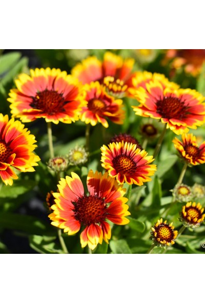 Boothas Gaillardia Çiçeği Tohumu 15'li + Saksı + Torf + Tohum