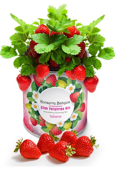 Konserve Bahçem Çilek Yetiştirme Kiti