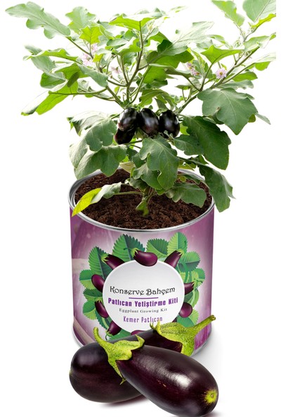 Konserve Bahçem Patlıcan Yetiştirme Kiti