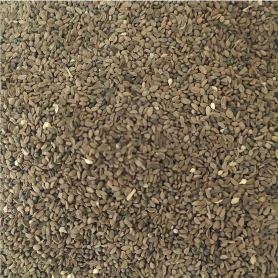 Agrobazaar Faselya Arı Otu Tohumu Oğul Otu 1 kg Fiyatı