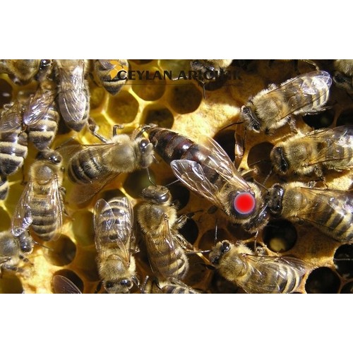 Evrim Petek F1 Kafkas Kralıce Arı Ana Arı Fiyatı