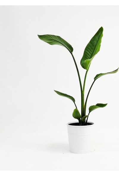 Fidan Burada Beyaz Cennet Kuşu Starliçya Strelitzia Nicolai 80-100 cm Dekoratif Saksılı