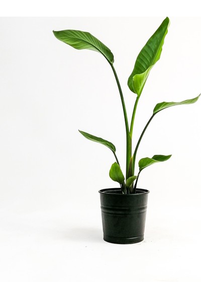 Fidan Burada Beyaz Cennet Kuşu Starliçya Strelitzia Nicolai 80-100 cm Dekoratif Saksılı