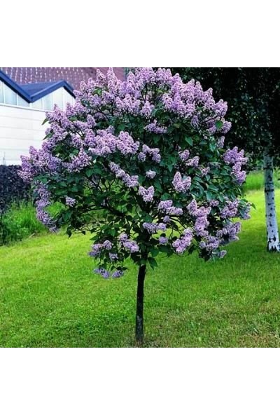 Taskar Peyzaj Leylak Çiçeği Fidanı Kokulu Tüplü 70-100 cm