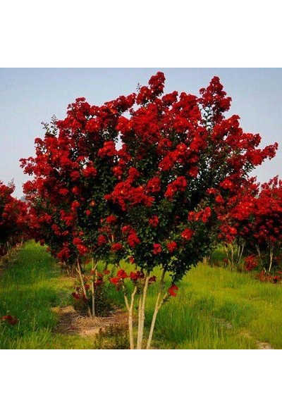 Taskar Peyzaj Oya Ağacı Fidanı Kırmızı 70-100 cm