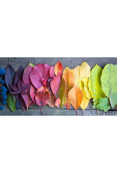 Hobimania Kurutulmuş Renkli Yapraklar Duvar Dekorasyon Moda