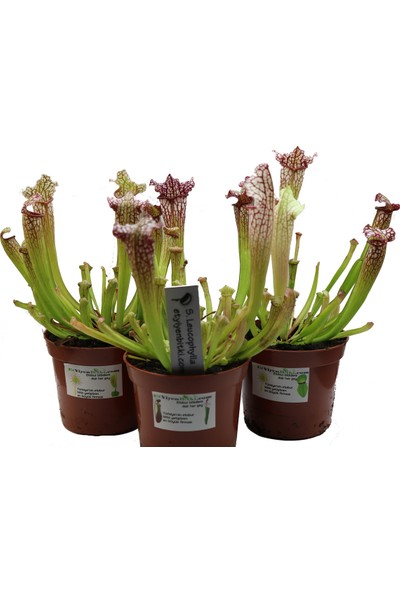 Etobur Bitkim Bitkim Saksıda Dikili Canlı Yetişkin Sarracenia Leucophylla