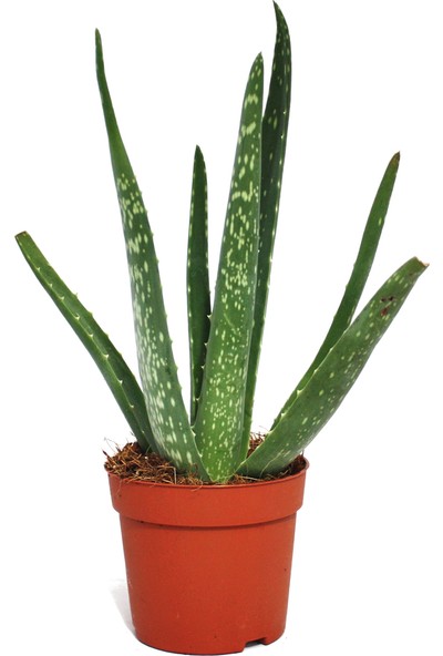 Levant Aloe Vera Bitkisi Büyük Boy Levant Aloe Vera Bitkisi Büyük Boy