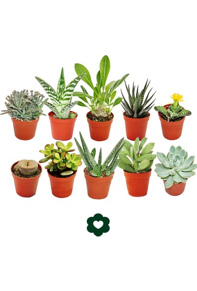 Levant Kaktüs Ve Sukulent Seti 10 Adet Farklı Çeşit