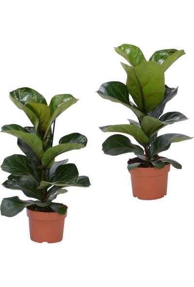 Salon Bi̇tki̇leri̇ 2 x Ficus Lyrata Bambino 40 cm Salon Bi̇tki̇leri̇ 2 x Ficus Lyrata Bambino 40 cm