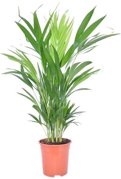 Salon Bi̇tki̇leri̇ Areka Palmiyesi 60 cm Salon Bi̇tki̇leri̇ Areka Palmiyesi 60 cm