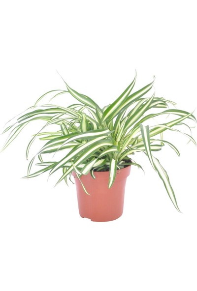 Salon Bi̇tki̇leri̇ Kurdele Çiçeği Chlorophytum Salon Bi̇tki̇leri̇ Kurdele Çiçeği Chlorophytum
